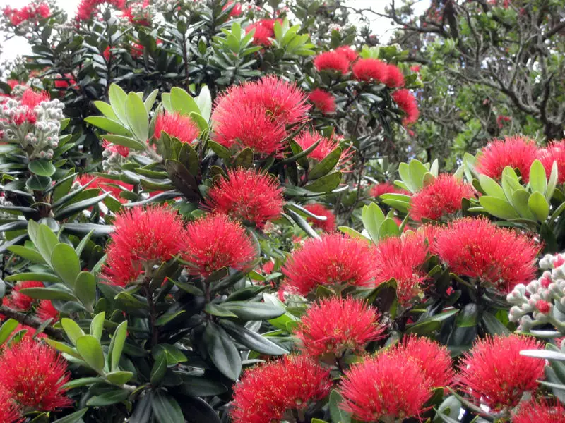 Metrosideros excelsa - Flowering Tree,Tree,Web page Navigation ...