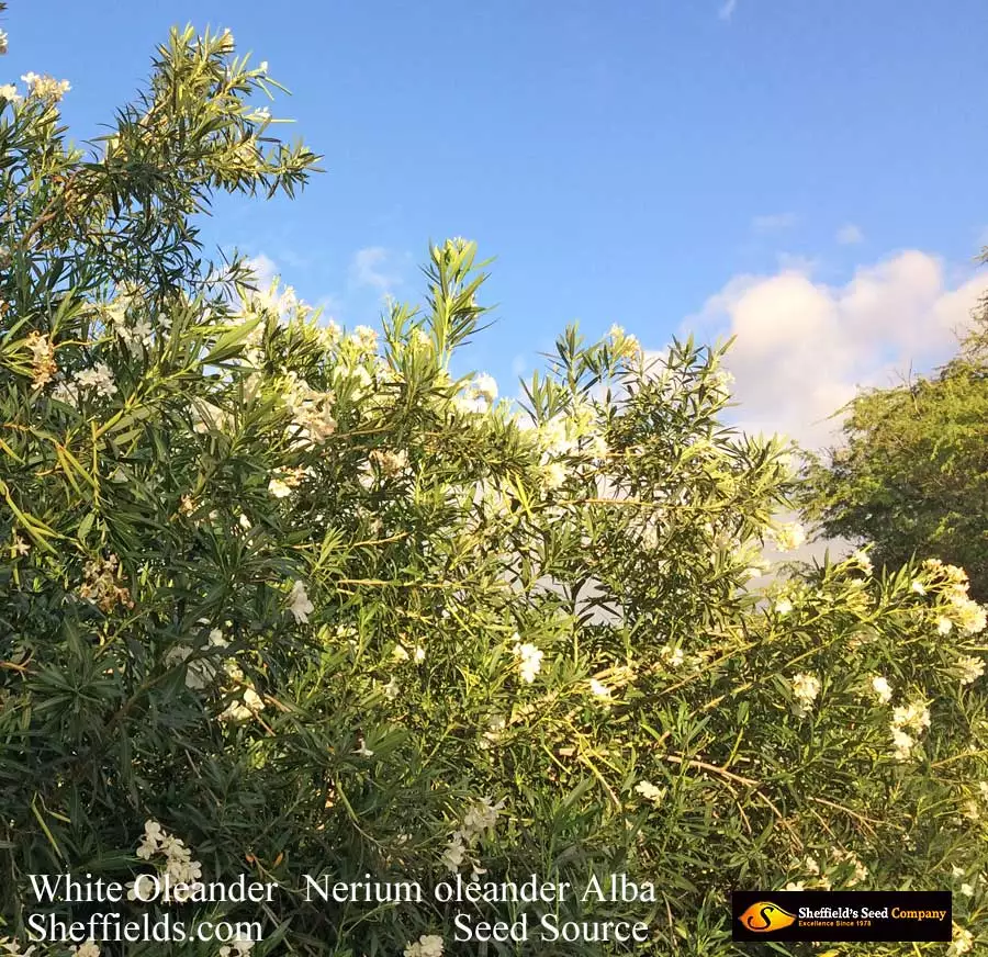 Nerium oleander var. Alba - Medicinal Herbs,Shrub,Tropical - Oleander ...