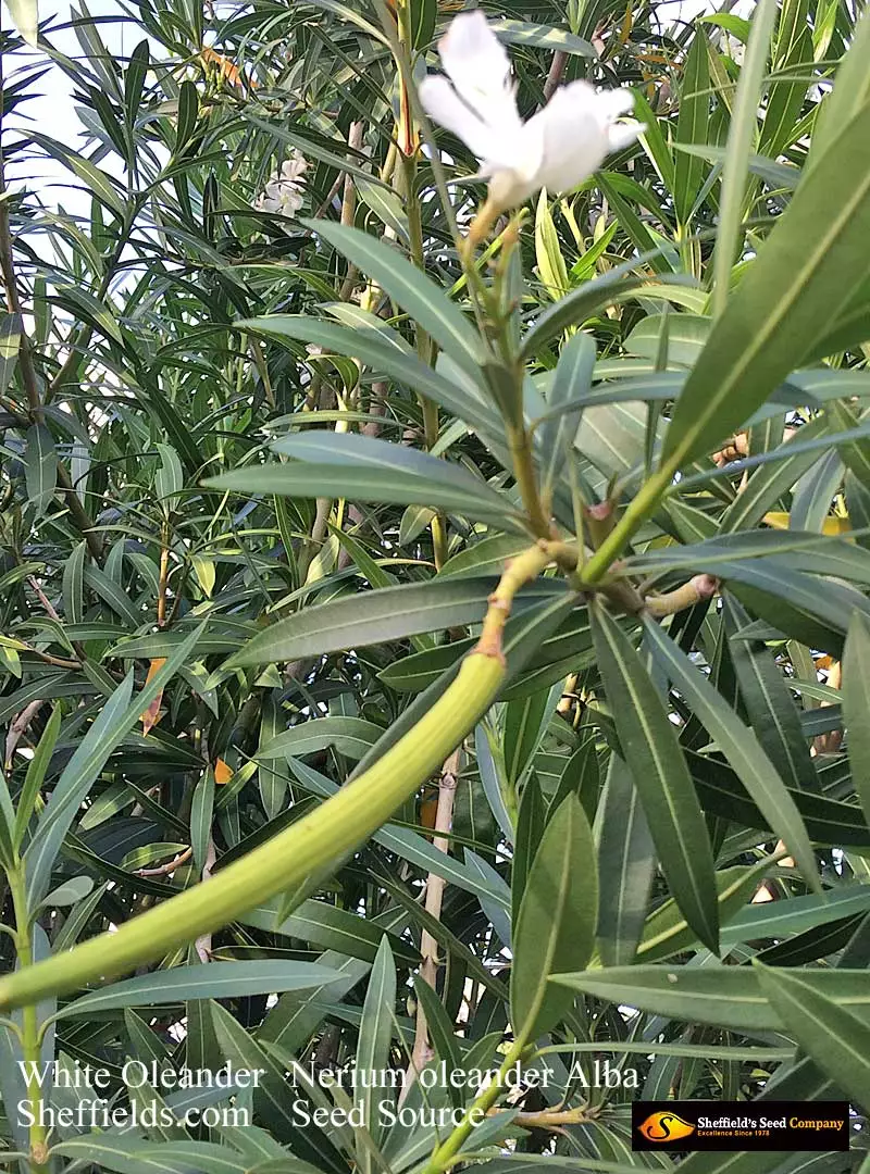 Nerium oleander var. Alba - Medicinal Herbs,Shrub,Tropical - Oleander ...