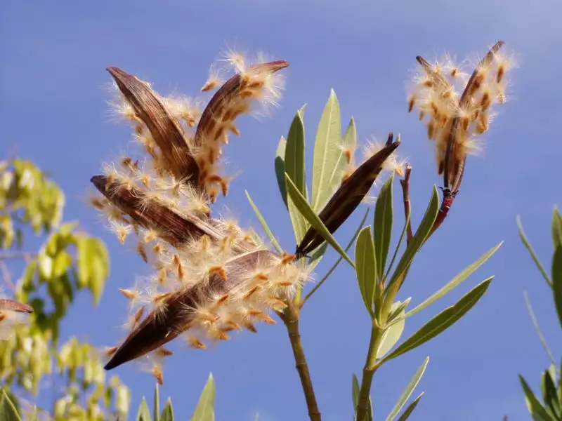 Nerium oleander var. Alba - Medicinal Herbs,Shrub,Tropical - Oleander ...