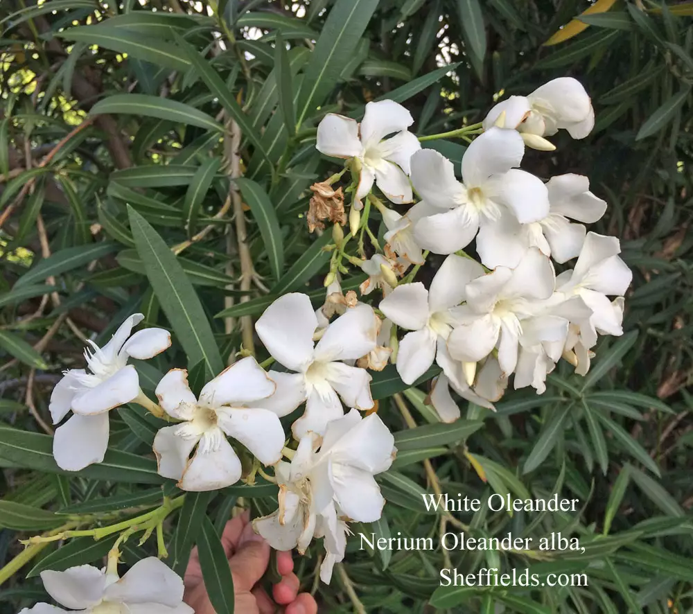Nerium oleander var. Alba - Medicinal Herbs,Shrub,Tropical - Oleander ...