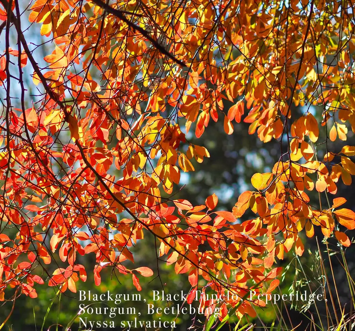 Nyssa sylvatica Northern - Deciduous - Beetlebung, Black Tupelo ...
