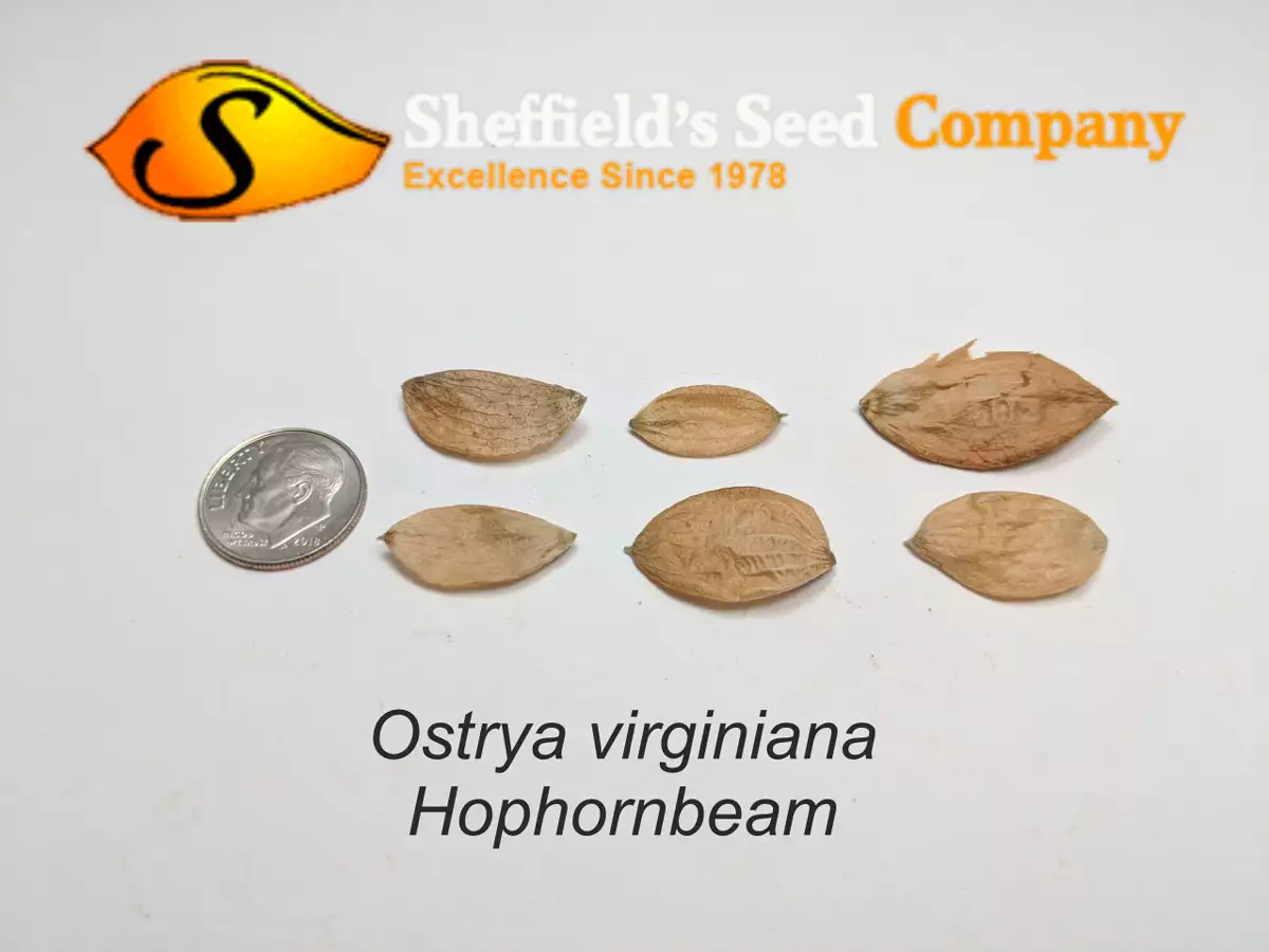Ostrya virginiana capsules - Common Bonsai,Deciduous,Hardwood,Tree,Web ...