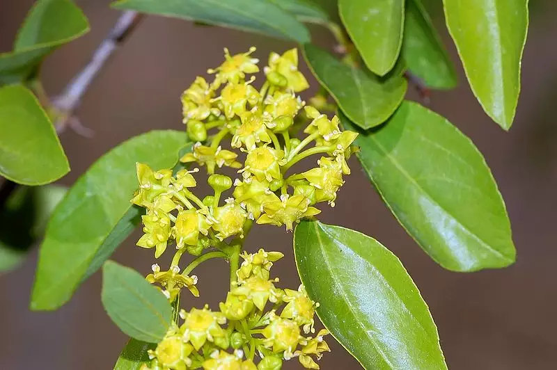 Sheffield's Seed Company