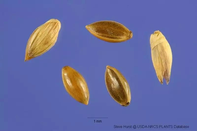 Panicum virgatum 'Sunburst' - Grass,Herbaceous Plants,Web page ...