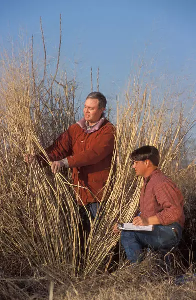 Panicum virgatum 'Sunburst' - Grass,Herbaceous Plants,Web page ...