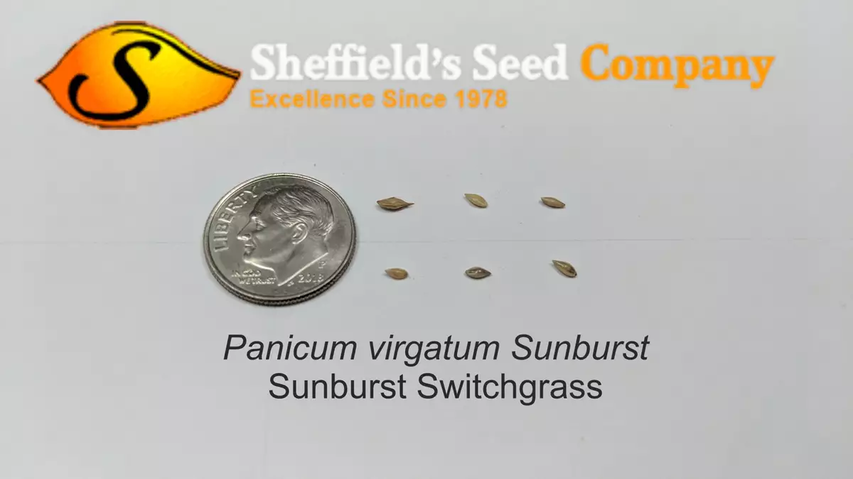 Panicum virgatum 'Sunburst' - Grass,Herbaceous Plants,Web page ...
