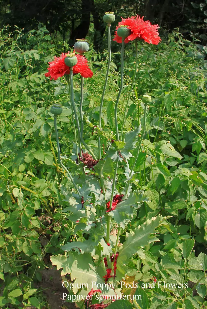 Sheffield's Seed Company