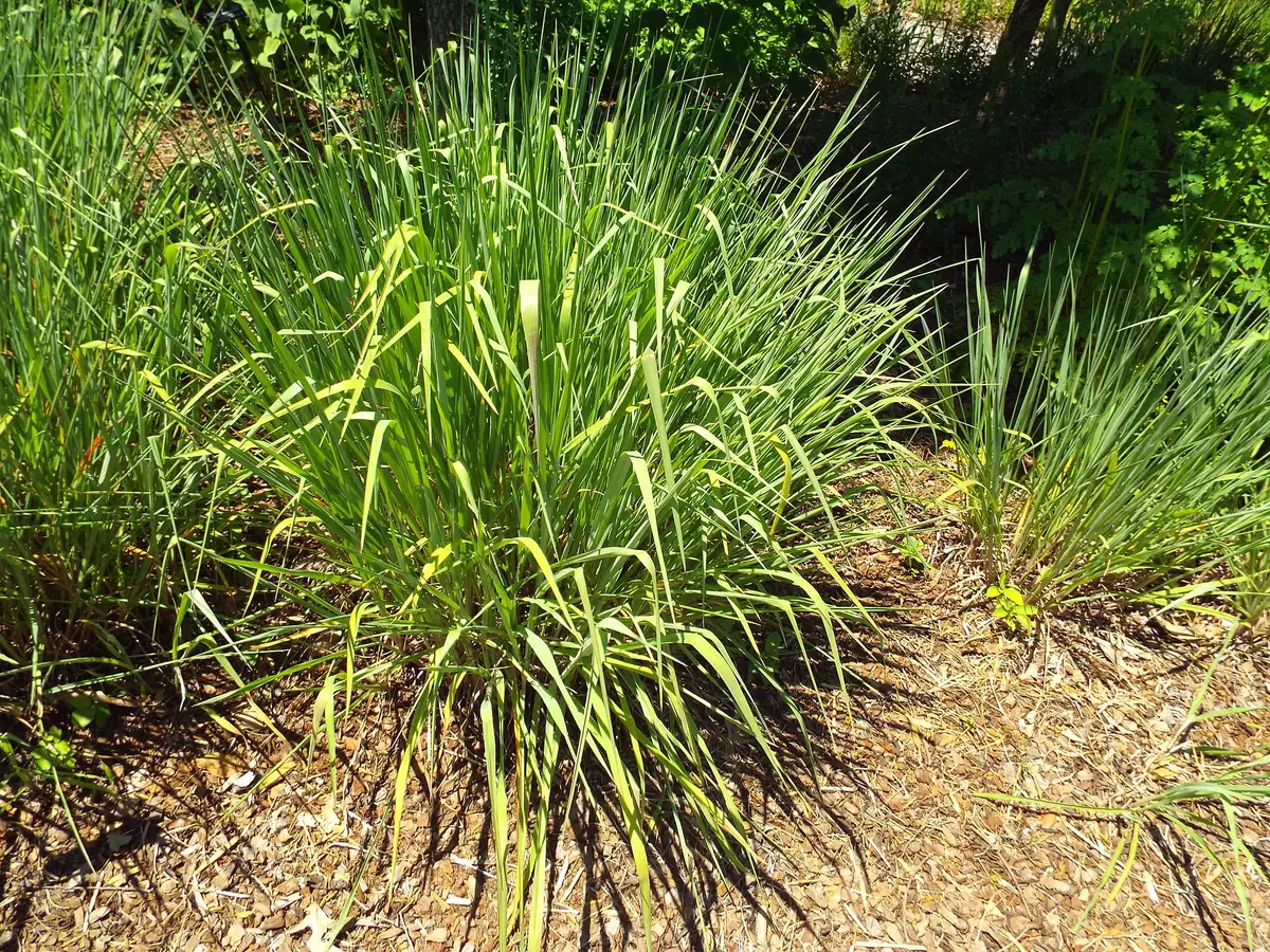 Sheffield's Seed Company