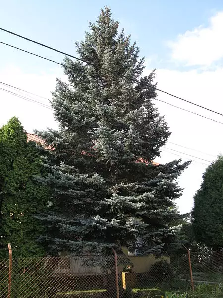 Picea pungens var. glauca AZ Kaibab - Common Bonsai,Conifer - Blue Spruce
