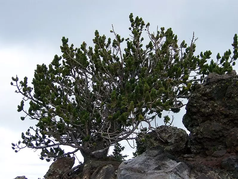 Pinus aristata - Common Bonsai,Conifer - Bristlecone Pine, Colorado ...