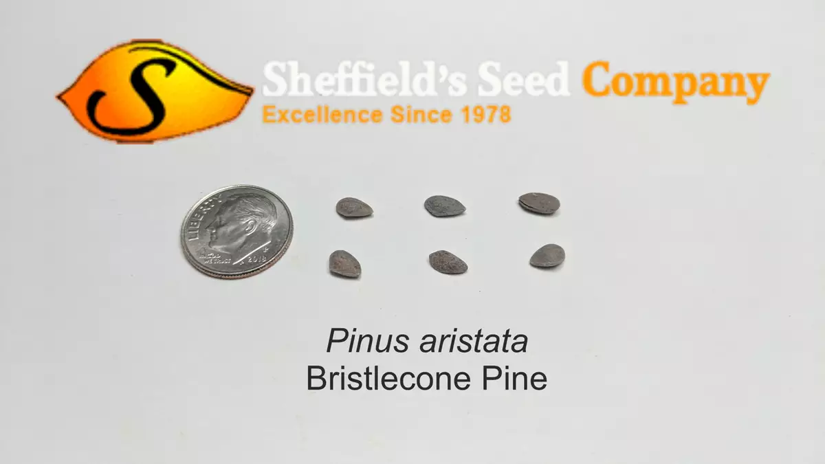 Pinus aristata - Common Bonsai,Conifer - Bristlecone Pine, Colorado ...