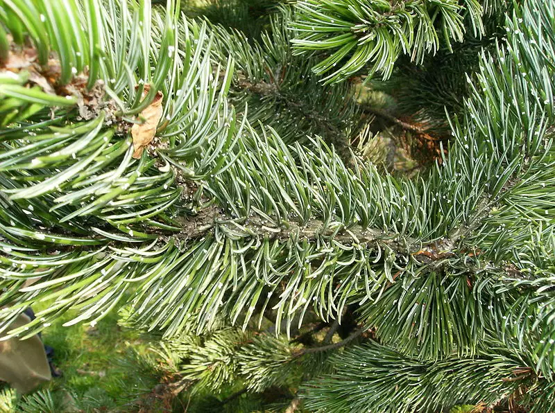 Pinus aristata - Common Bonsai,Conifer - Bristlecone Pine, Colorado ...