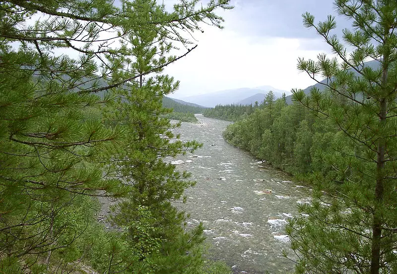 Pinus cembra ssp. sibirica - Common Bonsai,Conifer - Siberian Pine ...