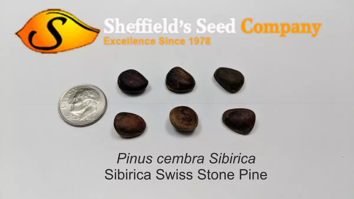 Pinus cembra ssp. sibirica - Common Bonsai,Conifer - Siberian Pine ...