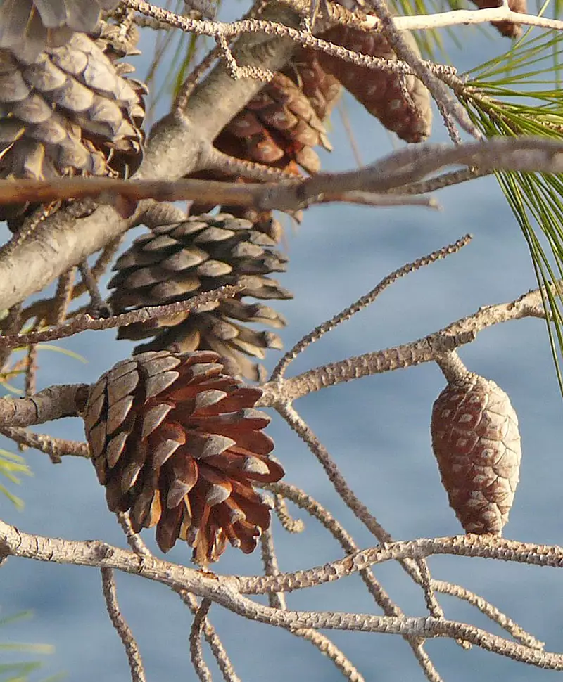 Sheffield's Seed Company