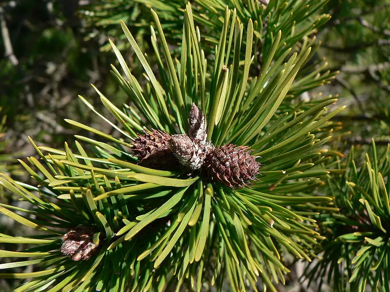 Pinus contorta var. contorta - Common Bonsai,Conifer - Beach Pine ...