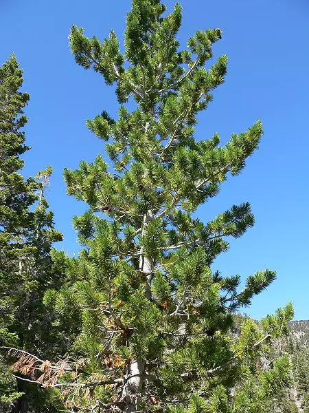Pinus flexilis - Common Bonsai,Conifer - Limber Pine, Rocky Mountain ...