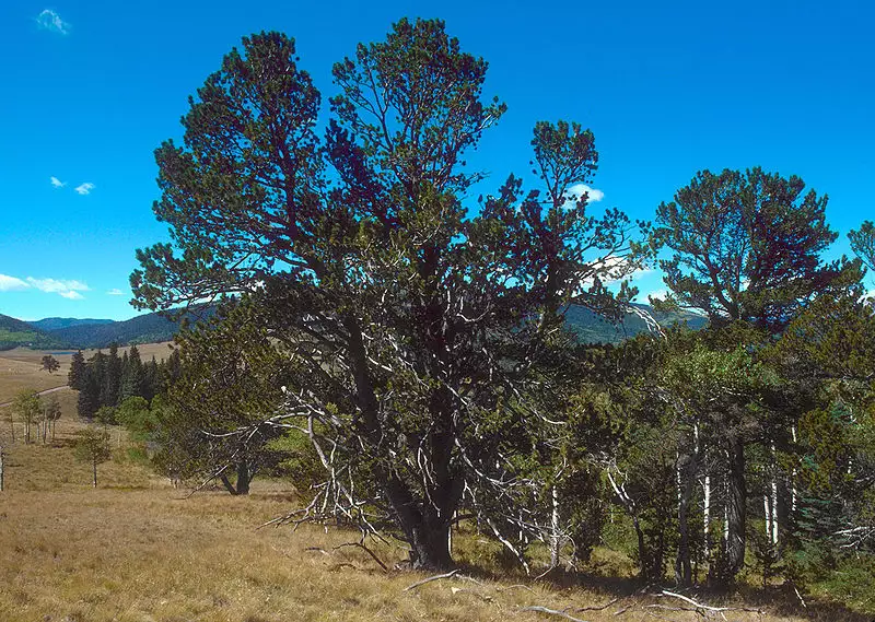 Pinus flexilis - Common Bonsai,Conifer - Limber Pine, Rocky Mountain ...