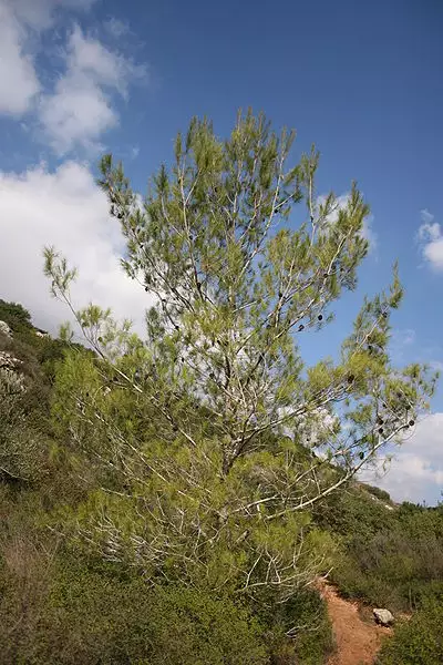 Pinus halepensis - Common Bonsai,Conifer - Aleppo Pine, Jerusalem Pine