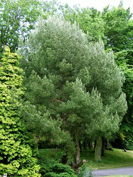 Pinus halepensis - Common Bonsai,Conifer - Aleppo Pine, Jerusalem Pine