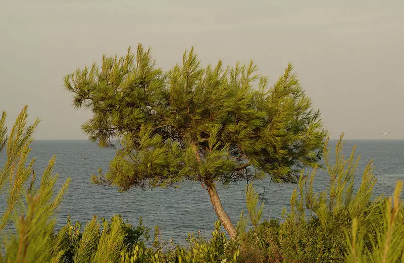 Pinus halepensis - Common Bonsai,Conifer - Aleppo Pine, Jerusalem Pine