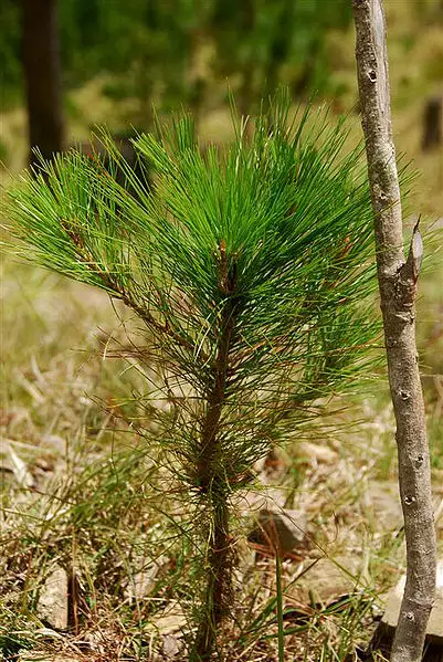 Pinus kesiya - Conifer,Evergreen Leaves,Tree,Web page Navigation ...