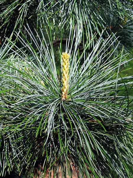 Pinus koraiensis - Conifer,Medicinal Herbs - Chinese Pinenut, Korean Pine