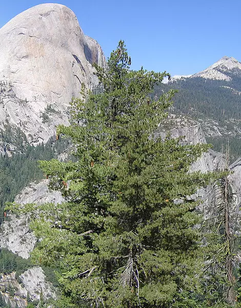 Pinus lambertiana - Common Bonsai,Conifer,Tree,Web page Navigation ...