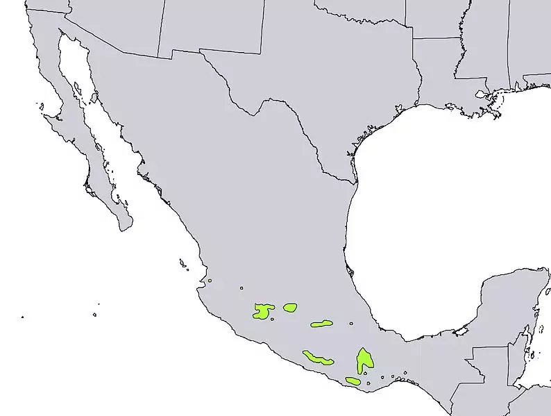 Pinus lawsonii - Conifer,Tree,Web page Navigation - Lawson's Pine