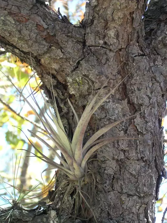 Pinus lawsonii - Conifer,Tree,Web page Navigation - Lawson's Pine