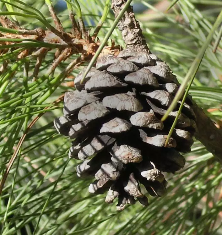 Pinus lawsonii - Conifer,Tree,Web page Navigation - Lawson's Pine
