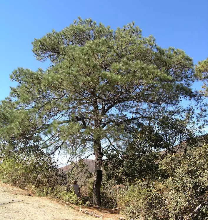Pinus lawsonii - Conifer,Tree,Web page Navigation - Lawson's Pine