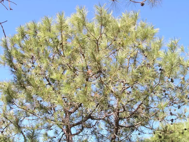 Pinus lawsonii - Conifer,Tree,Web page Navigation - Lawson's Pine