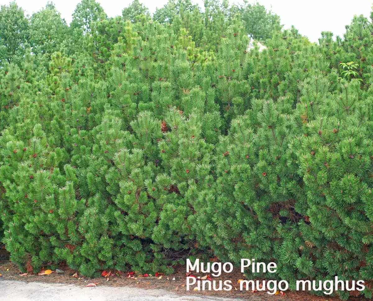 Pinus Mugo Bark Pinus Mugo Pumilio Swiss Mountain Pine Dwarf Mountain