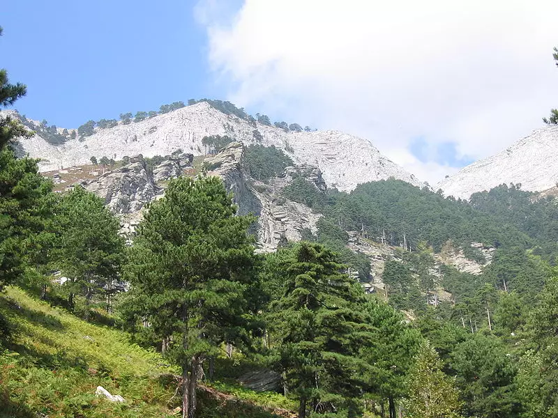 Pinus nigra var. pyramidalis - Common Bonsai,Conifer - Ghost Pine ...