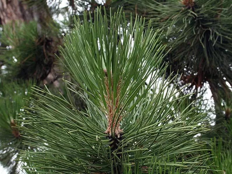 Pinus nigra var. pyramidalis - Common Bonsai,Conifer - Ghost Pine ...
