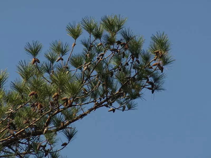 Pinus palustris Montane - Conifer,Tree,Web page Navigation - Longleaf ...