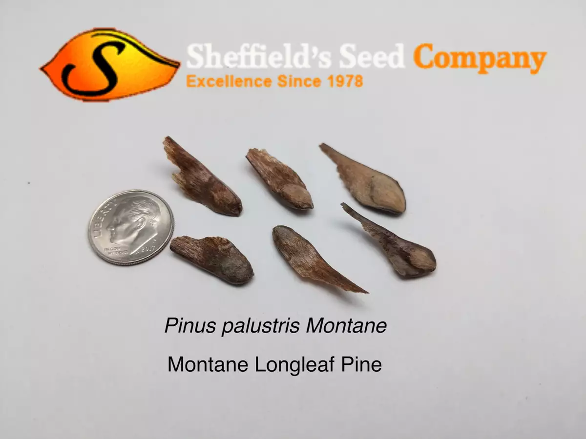 Pinus palustris Montane - Conifer,Tree,Web page Navigation - Longleaf ...