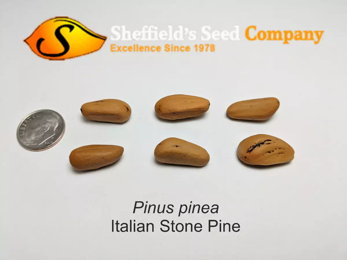 Sheffield's Seed Company