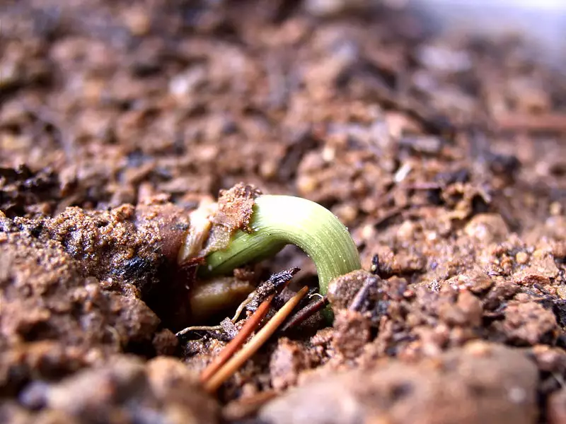 Sheffield's Seed Company