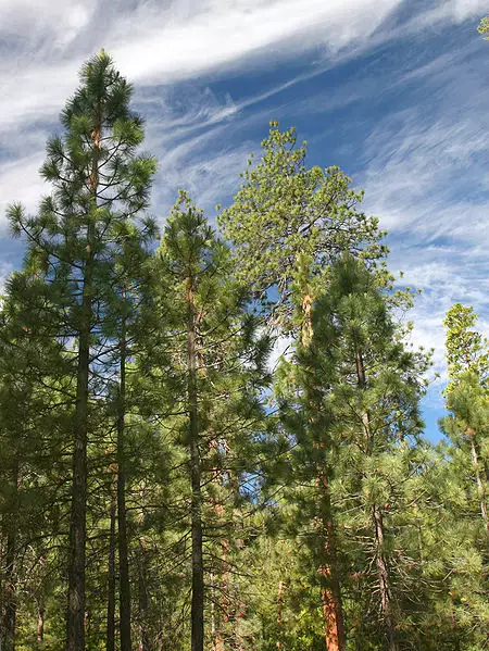 Pinus ponderosa ssp. benthamiana - Conifer - Pacific Ponderosa Pine ...