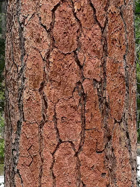 Pinus ponderosa ssp. scopulorum - Conifer - Ponderosa Pine, Rocky ...