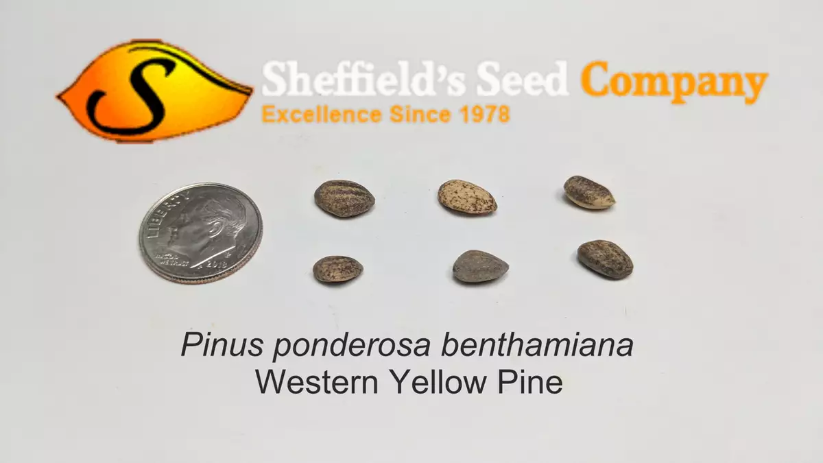 Pinus ponderosa ssp. benthamiana - Conifer - Pacific Ponderosa Pine ...