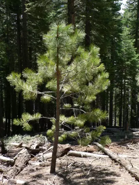 Pinus ponderosa ssp. scopulorum - Conifer - Ponderosa Pine, Rocky ...