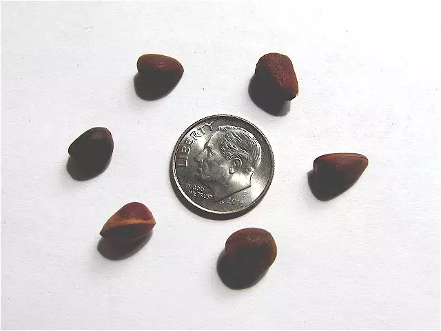 Pinus pumila - Conifer - Dwarf Siberian Pine, Japanese Stone Pine