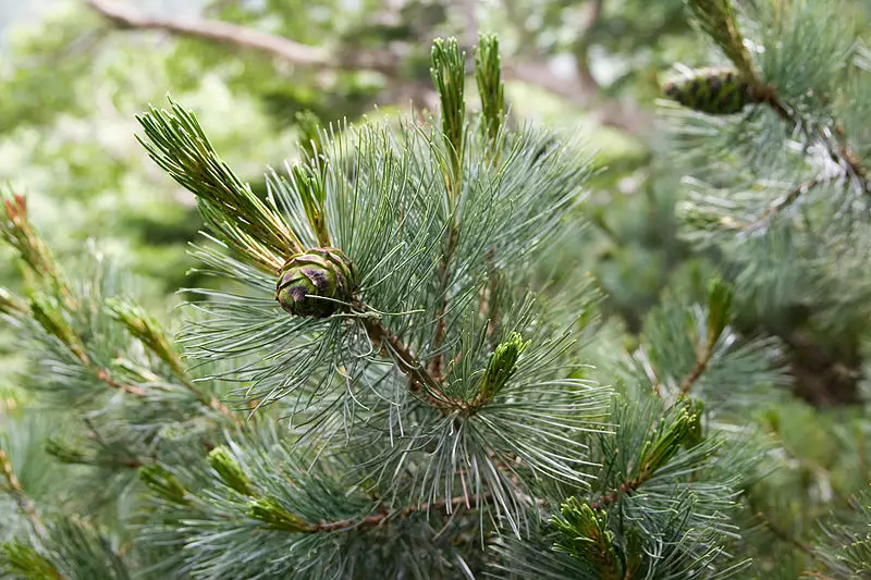 Pinus pumila - Conifer - Dwarf Siberian Pine, Japanese Stone Pine