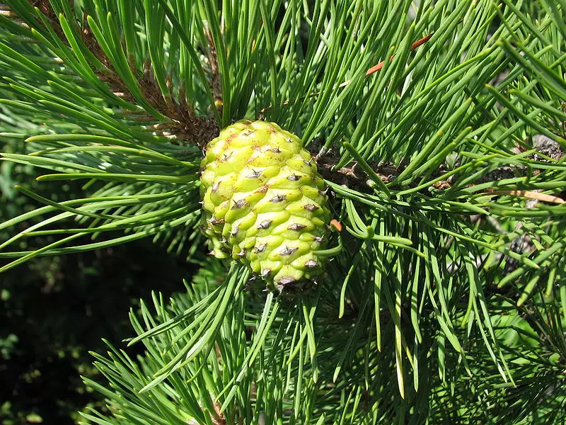 Sheffield's Seed Company