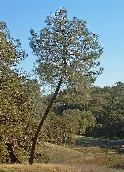 Pinus sabiniana - Conifer - Bull Pine, California Foothill Pine, Digger ...