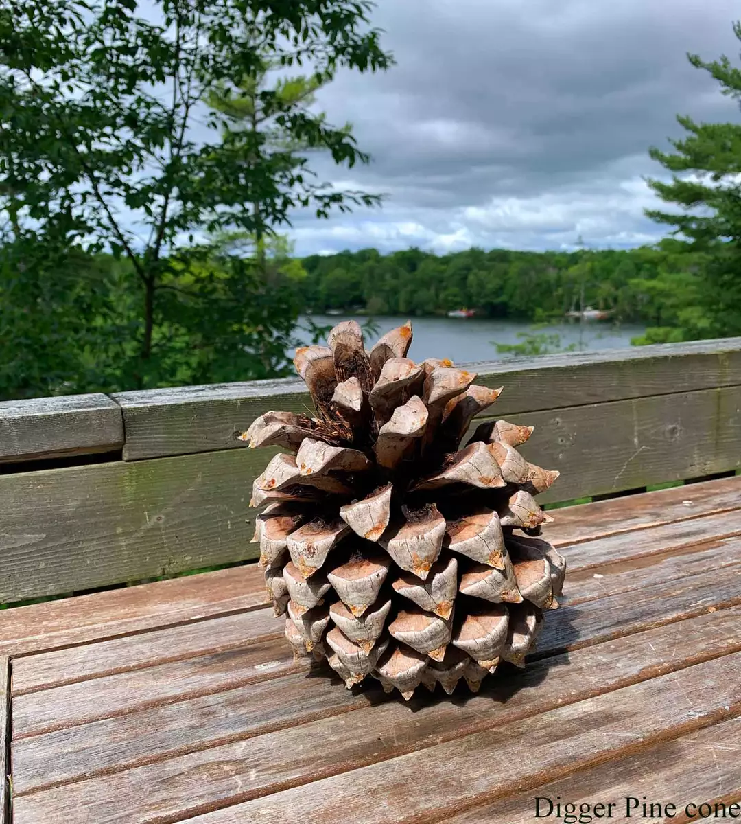 Pinus sabiniana - Conifer - Bull Pine, California Foothill Pine, Digger ...